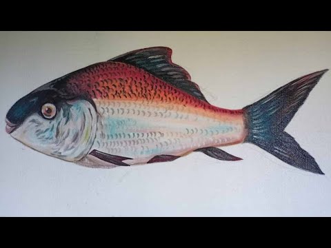 Catla fish drawing -Real picture painting Catla fish- drawing - Real ...