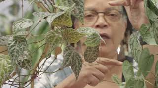 Are Piper Plants Divas or Just Misunderstood? Let’s Talk Care Tips!