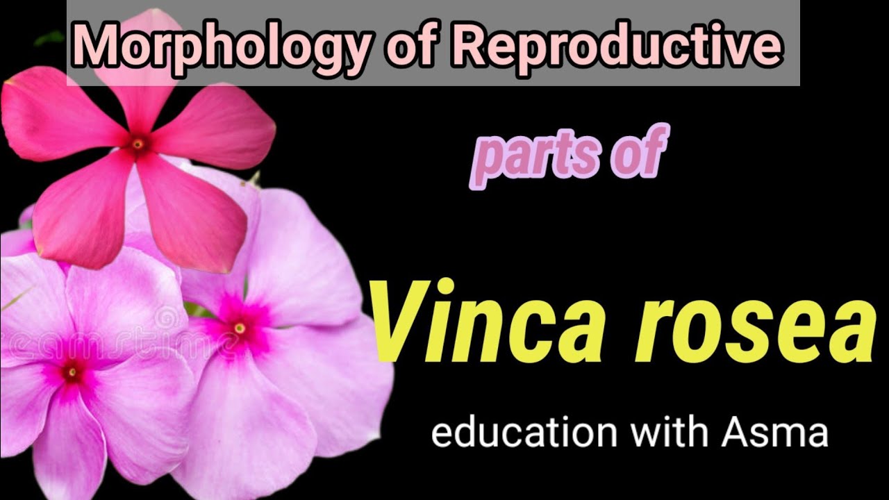 Morphology of Reproductive part of vinca rosea plant ||@Education with ...