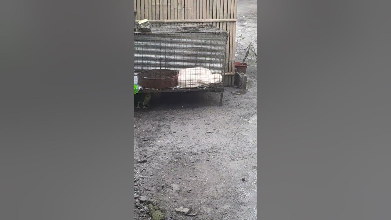 alagang python #trending #viral # YTshort - YouTube