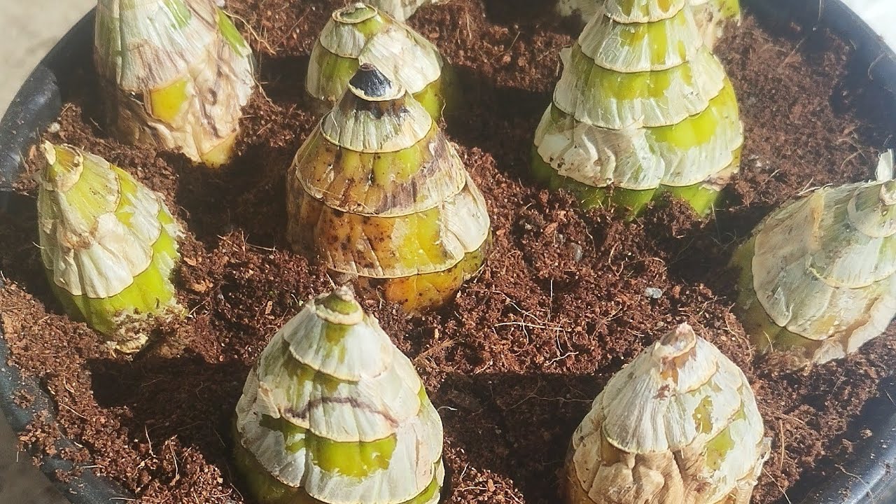 treating cymbidium orchids back bulb in proper way is very important ...
