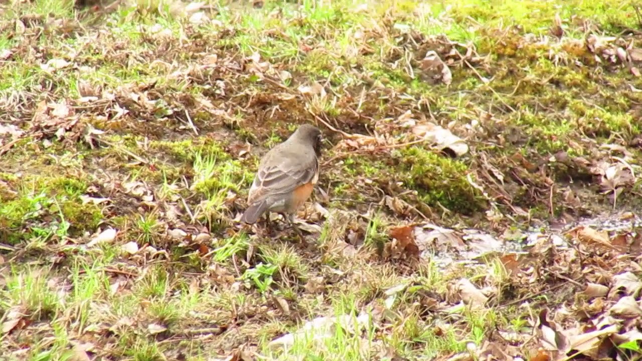 Robin gathering mud for nest, 4/28/19. - YouTube