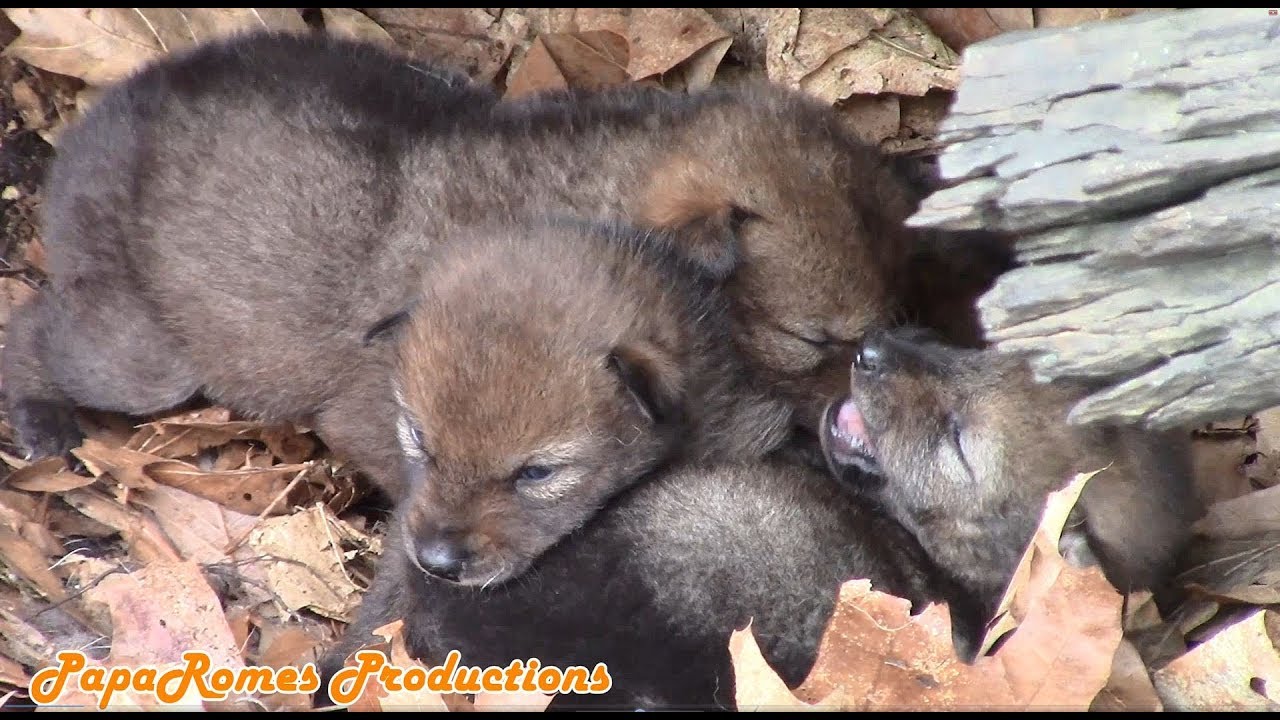 Adorable Coyote Puppies Found in a Den - YouTube