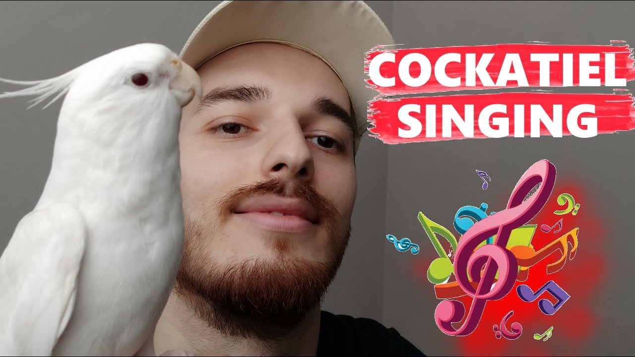 COCKATIEL SINGING 3 HOUR-Male Cockatiel-Female Cockatiel-Cockatiel ...