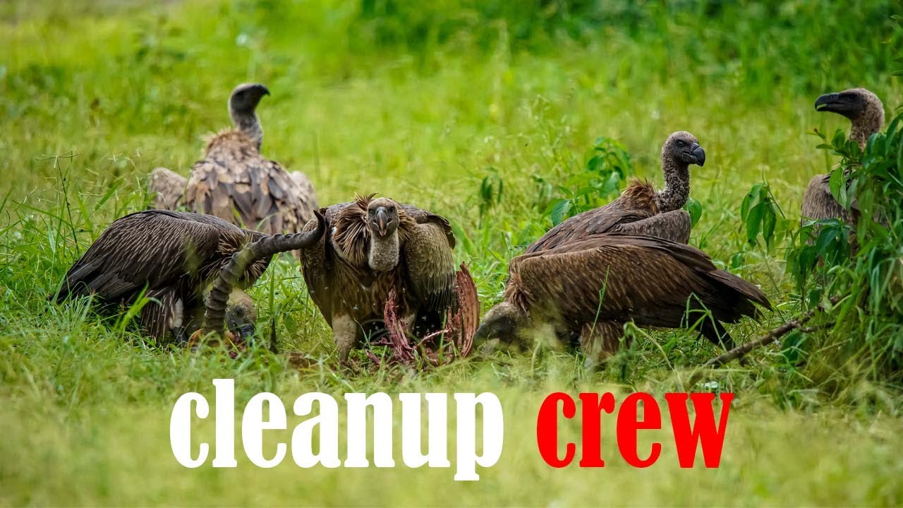 Nature's Silent Sanitation Squad in the Serengeti (Nature's Clean-Up Crew) - YouTube