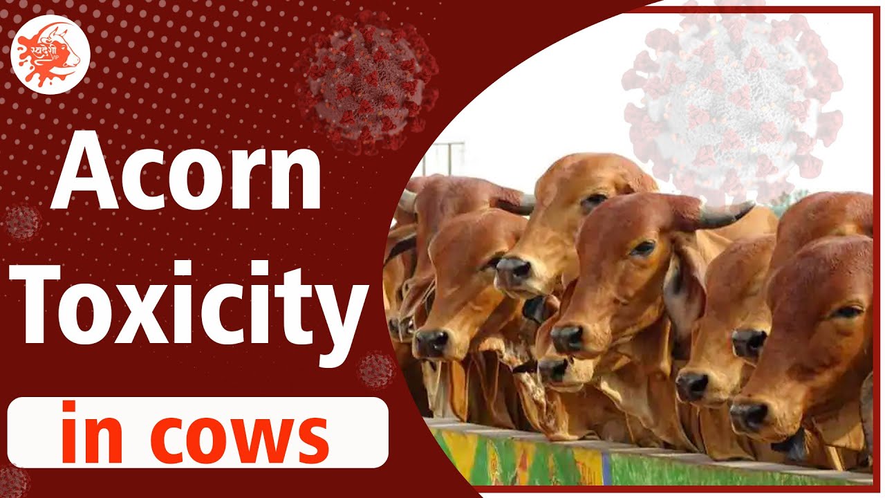 Acorn Toxicity/Acorn Poisoning in Cows| Symptoms and Clinical Signs ...