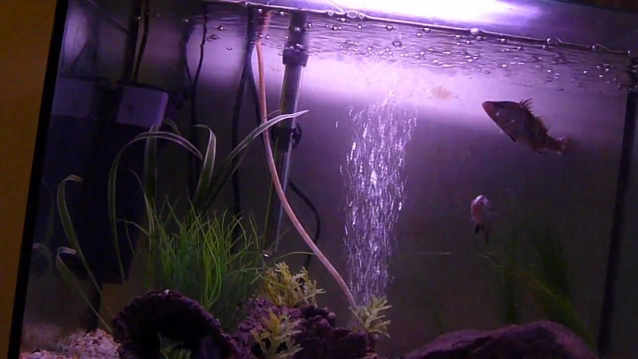 boof! Hand feeding my barramundi live fish - YouTube