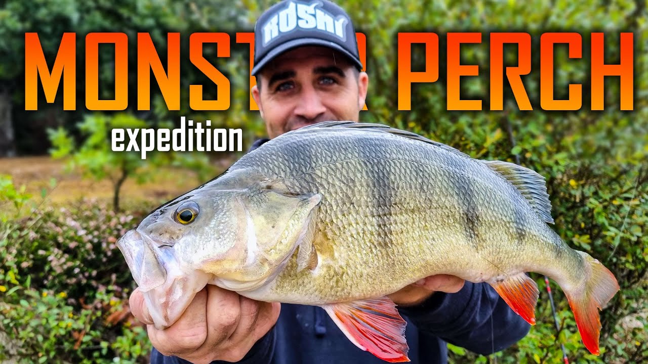 Misión relampago MONSTER PERCH - YouTube