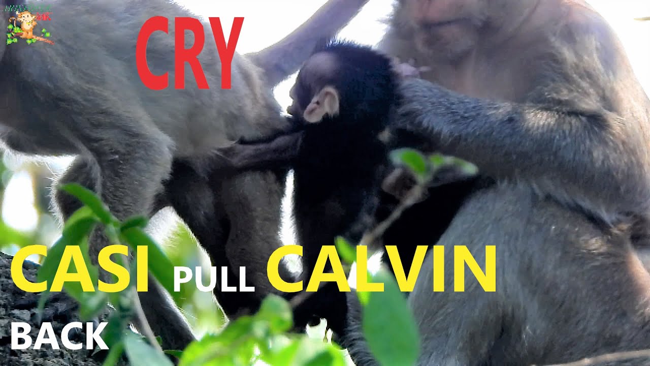 BREAK HEART BABY CALVIN CRY GET LOVELY MOM CASI PULL CALVIN FROM CHIKO ...