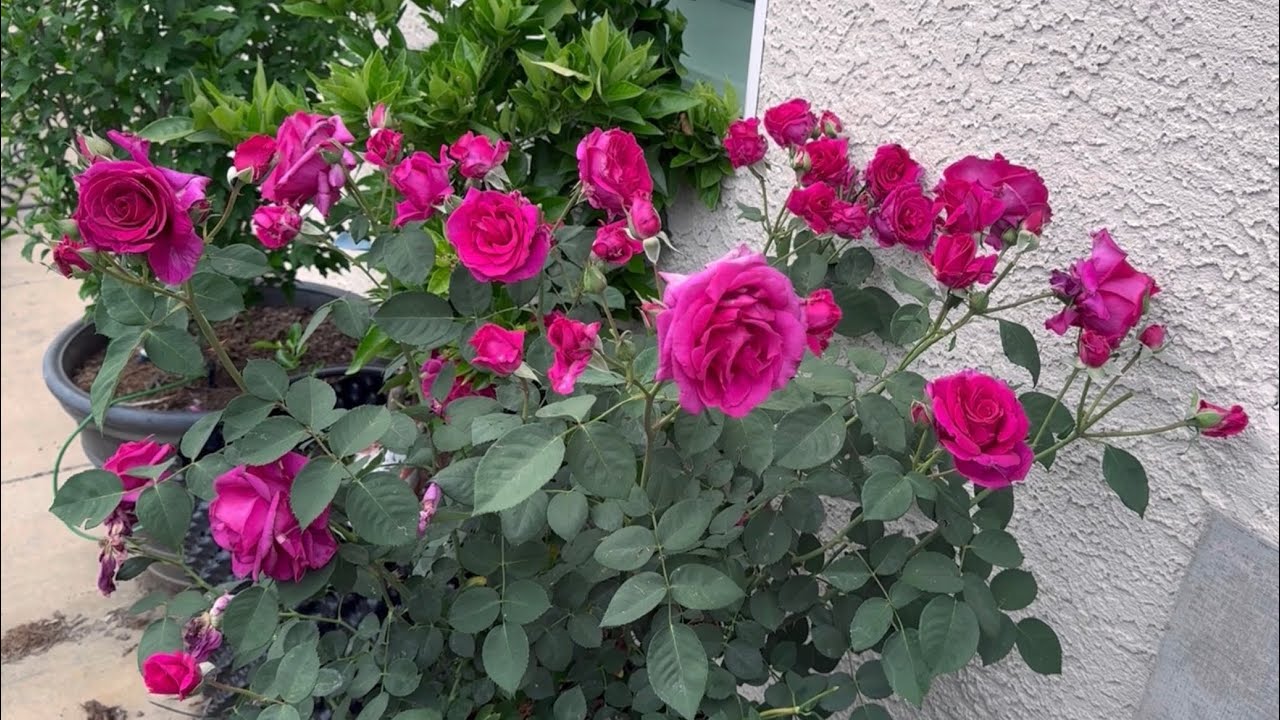 Brindabella Purple Prince Rose (Spring 2024) - YouTube