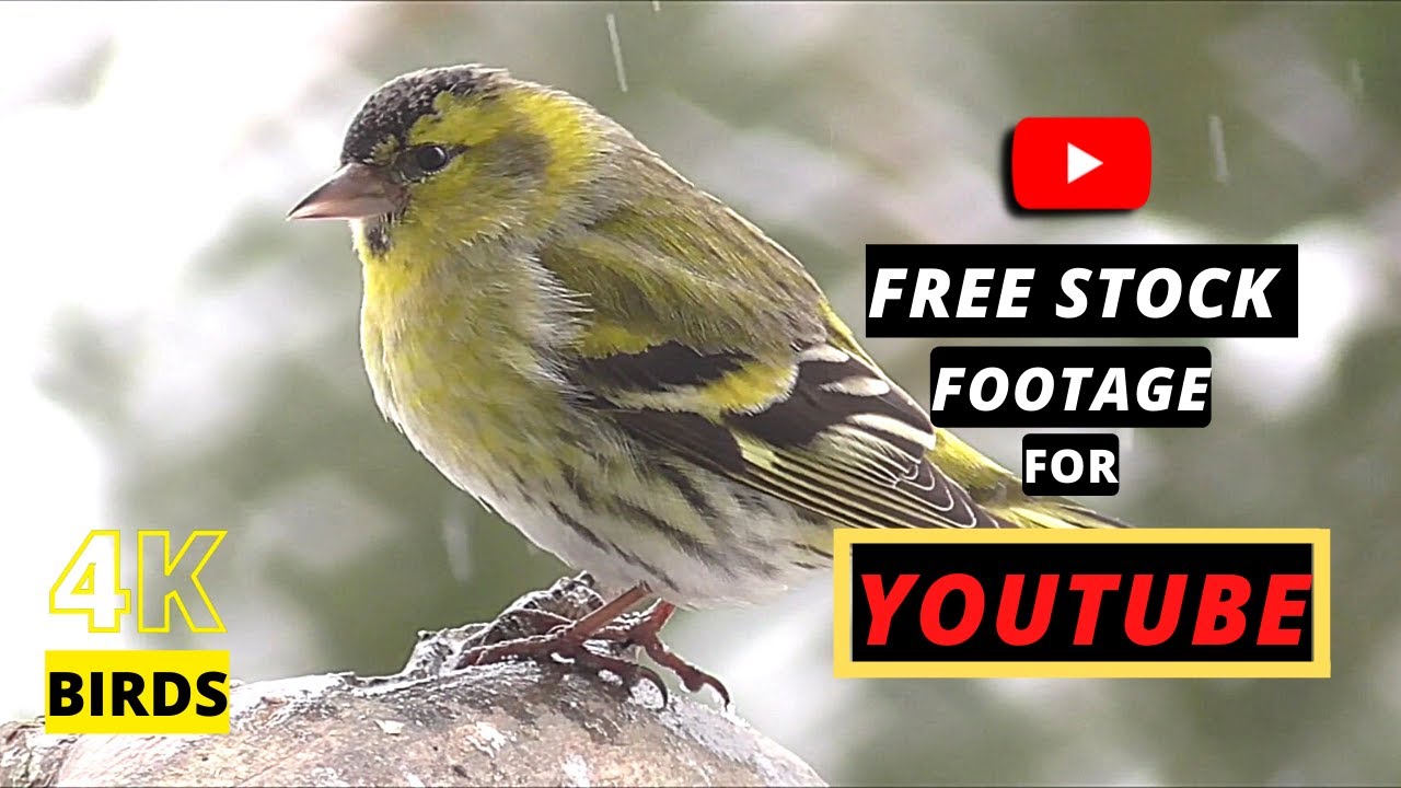 Birds | Free Stock Footage for YouTube | Stock video | No-copyright ...