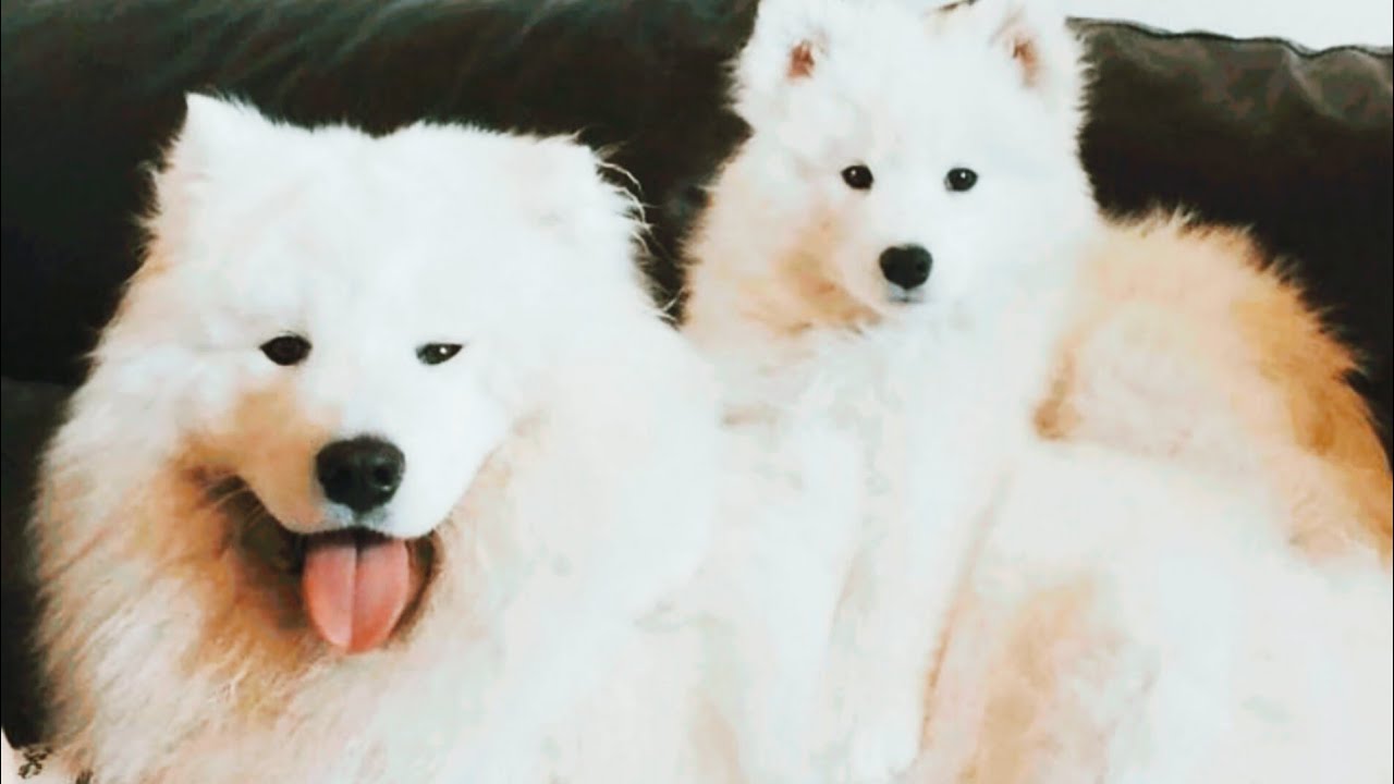 CHÓ TRẮNG LÔNG XÙ NHÍ NHẢNH ĐÁNG YÊU | CUTE DOGS - YouTube