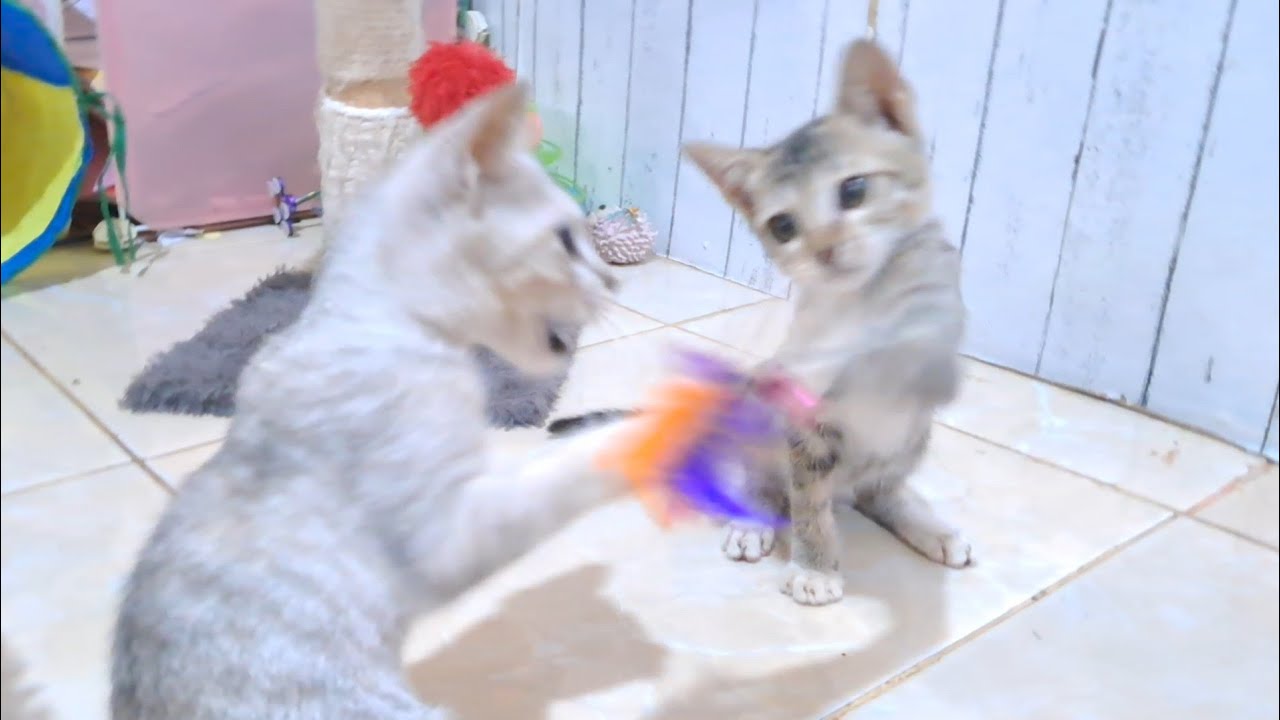 Funny and cute kittens playing with toys || kitten playing with kitten ...