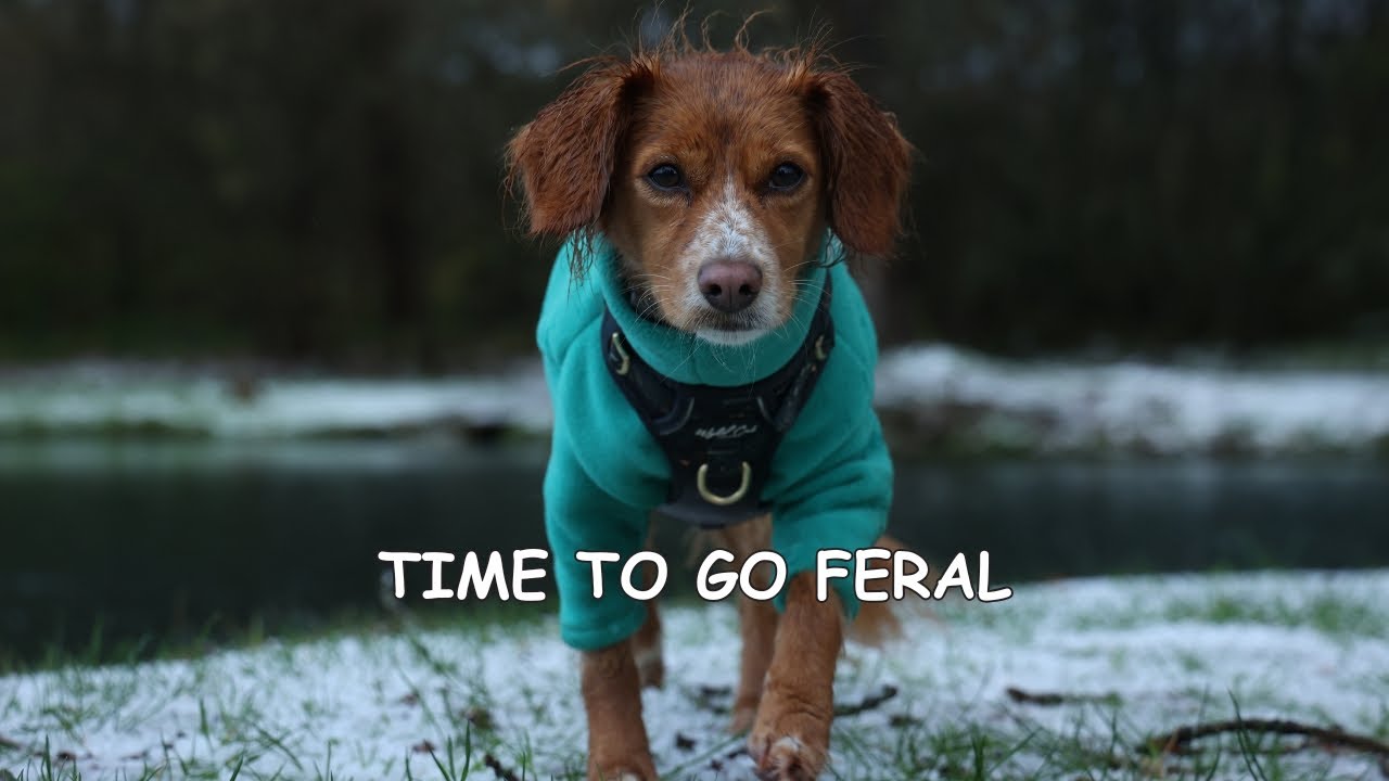 The Rain Activated My Dogs Wild Side - YouTube