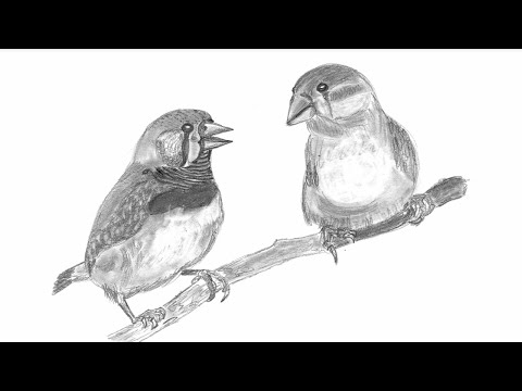 L'intelligence sociale du diamant mandarin