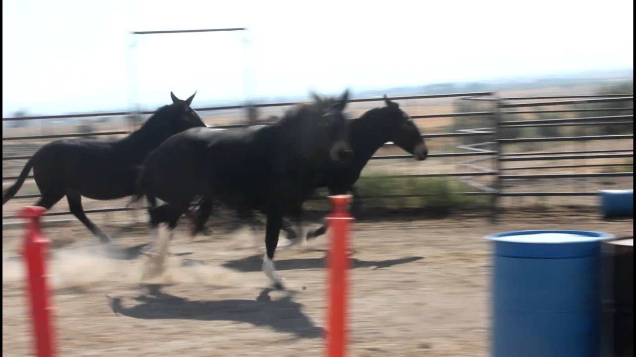 Bonnie Trakehner Mule Canter - YouTube