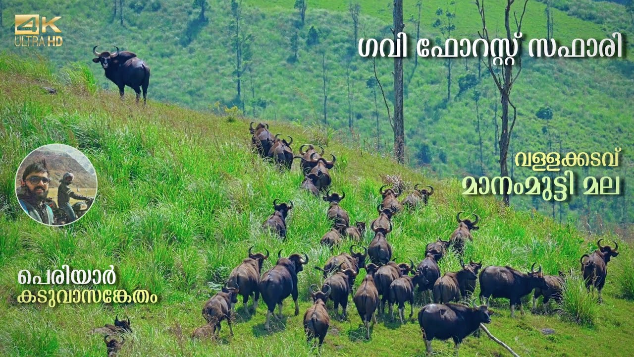 Gavi Forest | Vallakadavu Jungle Camp | Manammutti Trekking | Periyar ...