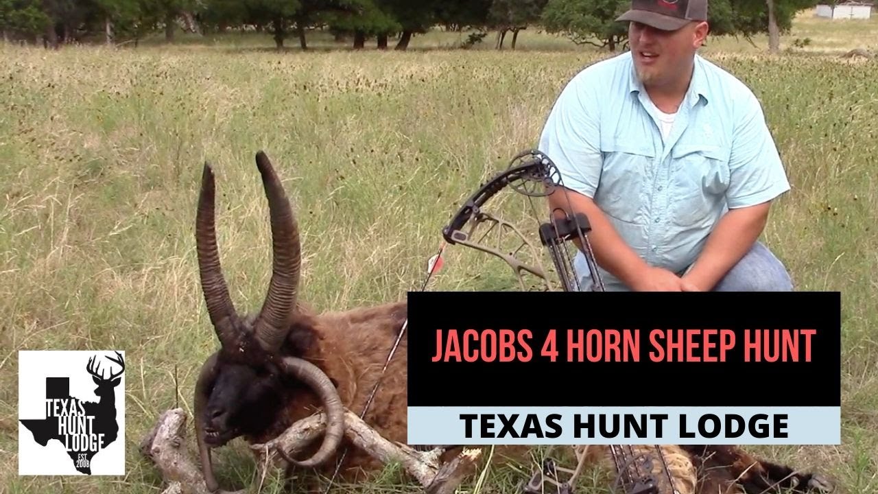 Bow Hunt for a MONSTER Jacobs 4 Horn Ram Hunt at Texas Hunt Lodge ...