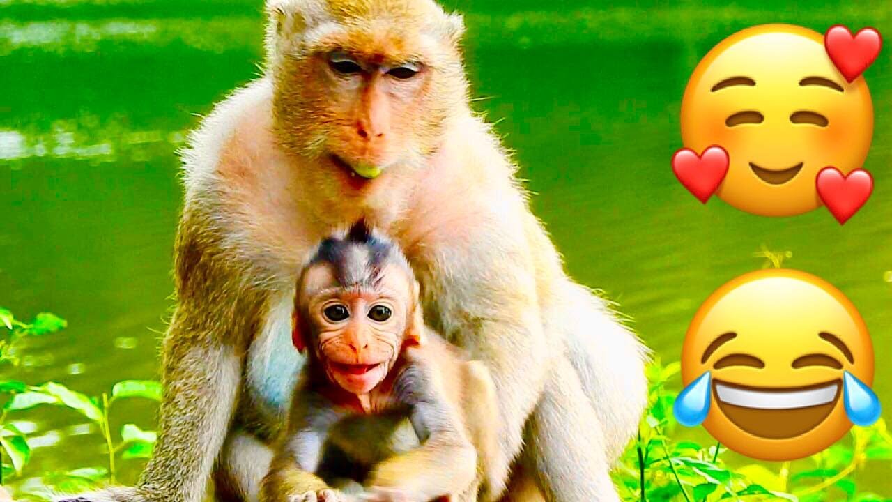 Sadly! Adorable baby Monkey very trying Beg Mom to Plays with Farther ...