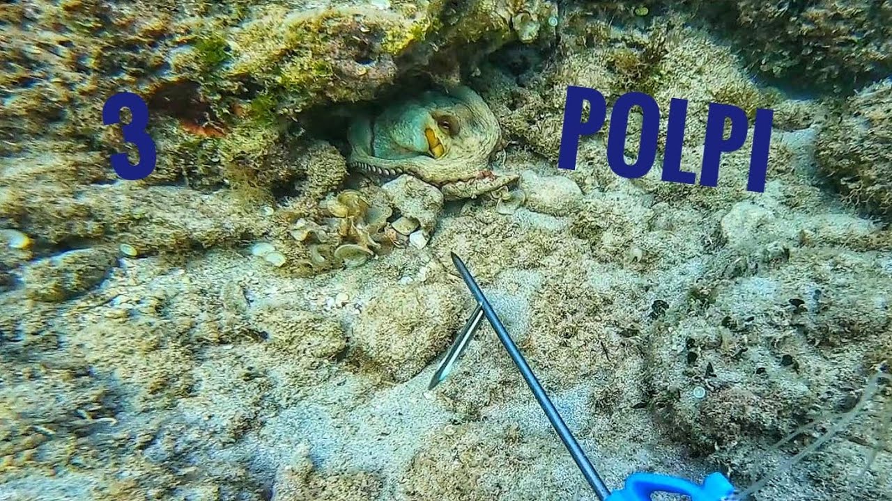 Pesca polpi in apnea, con fucile, a mano libera, in Puglia - YouTube