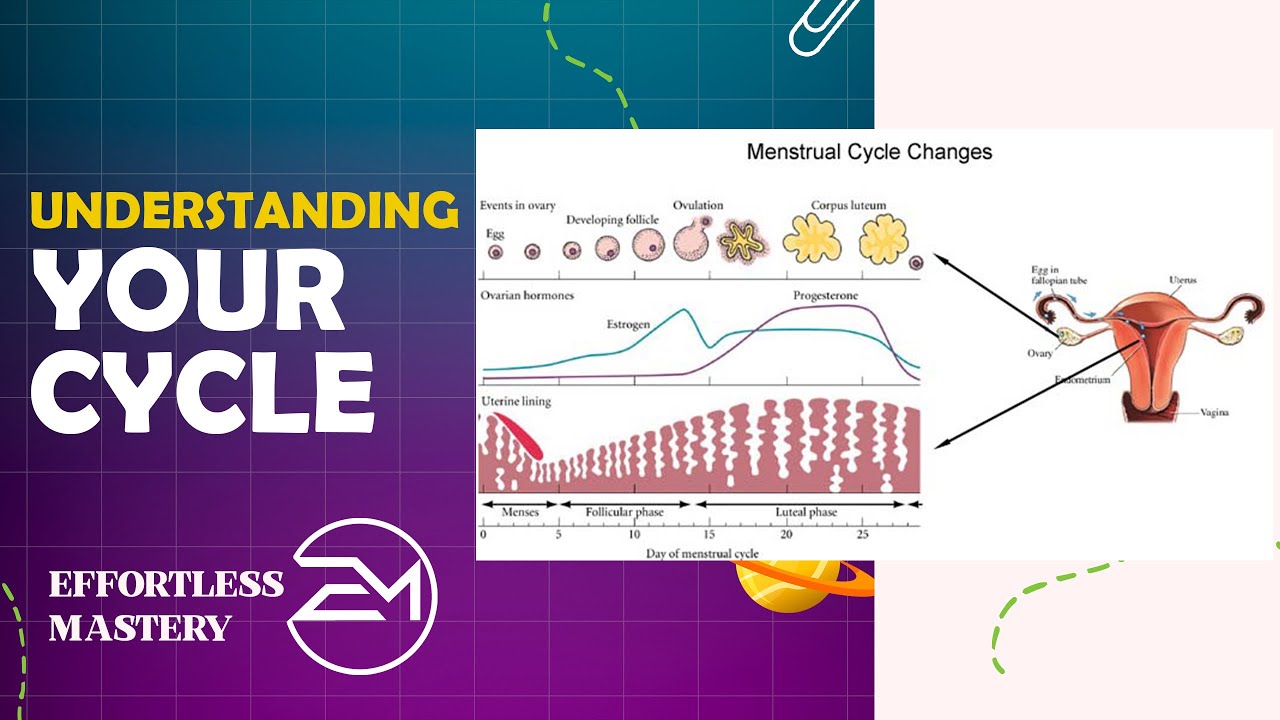 MENSTRUAL CYCLE SIMPLIFIED: Phases, Hormones, and Key Events Explained ...