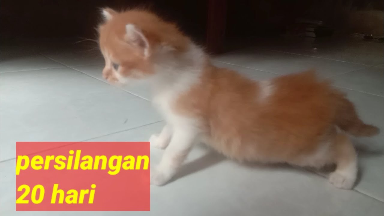 Kittens usia 20 hari persilangan kucing persia sama kucing kampung - YouTube