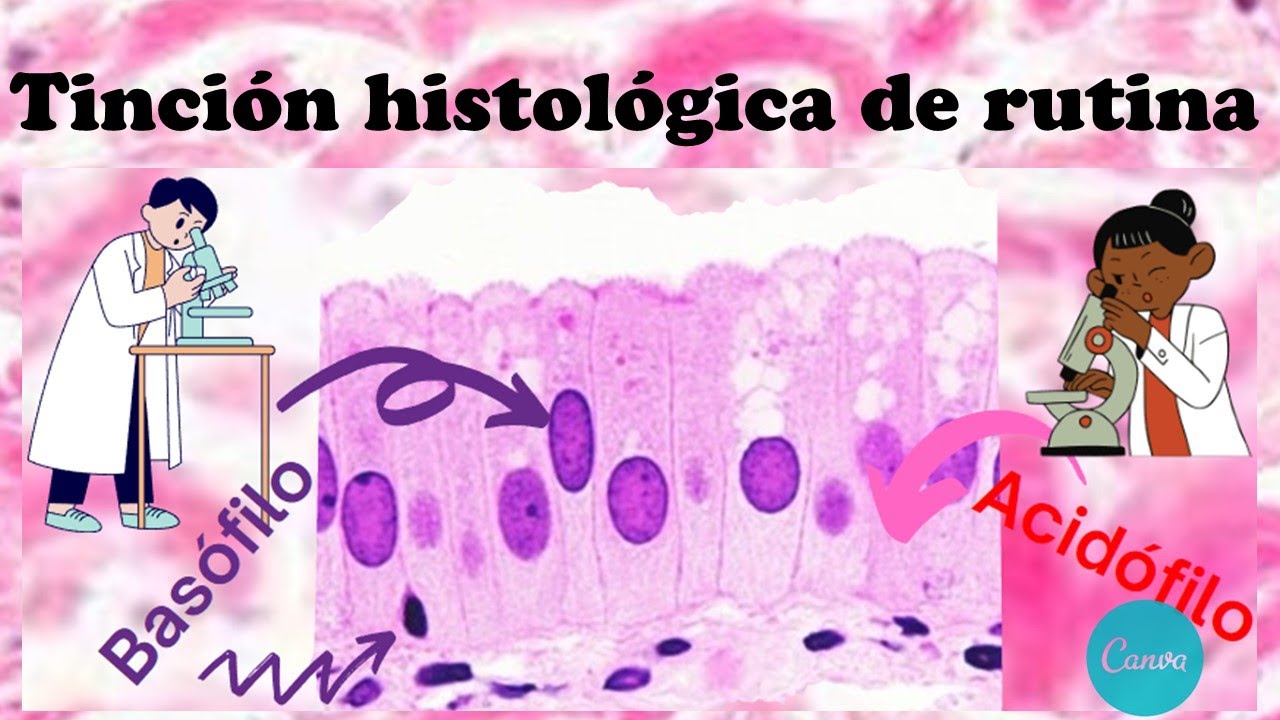 Infografía - Tinción Hematoxilina-Eosina - Técnica de rutina - YouTube
