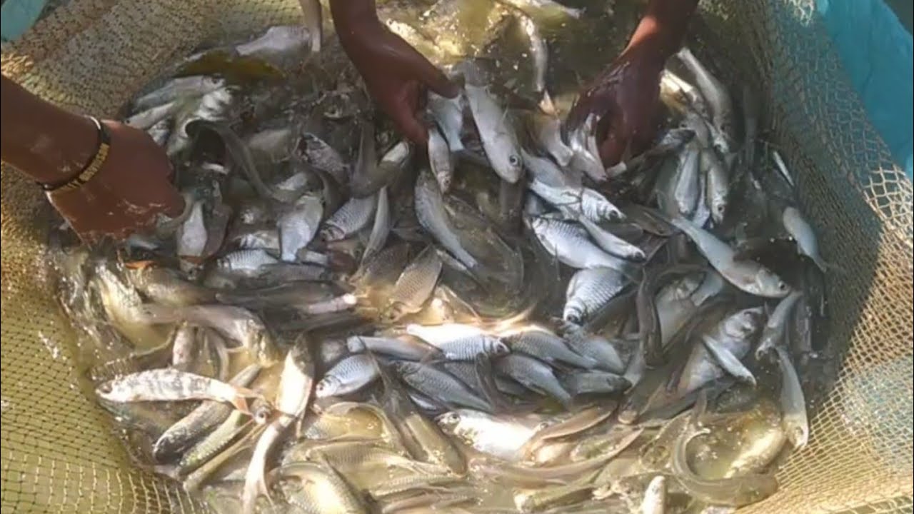 How to cultivate different species of fish fry in a very beautiful way ...