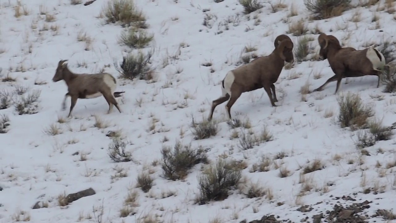 Wildlife Photography - Bighorn Sheep Rut - slow motion - Jackson Hole ...