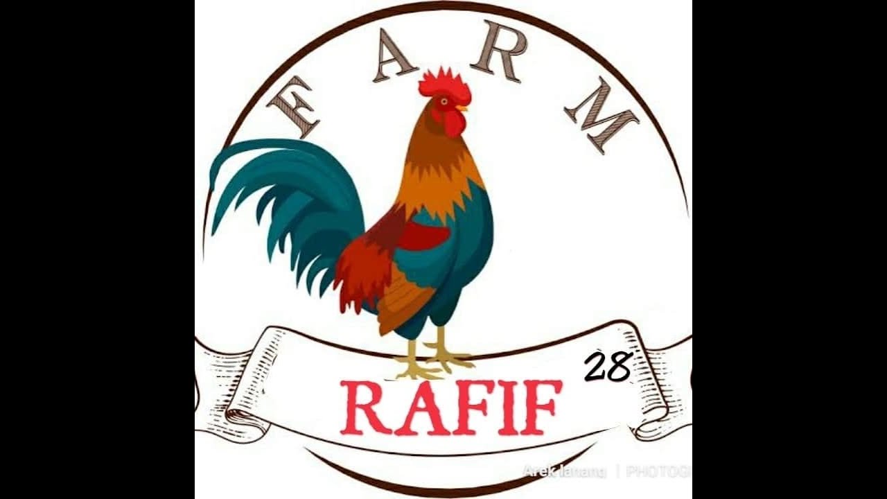 KANDANG AYAM RAFIF FARM. AYAM KUB, PELUNG - YouTube