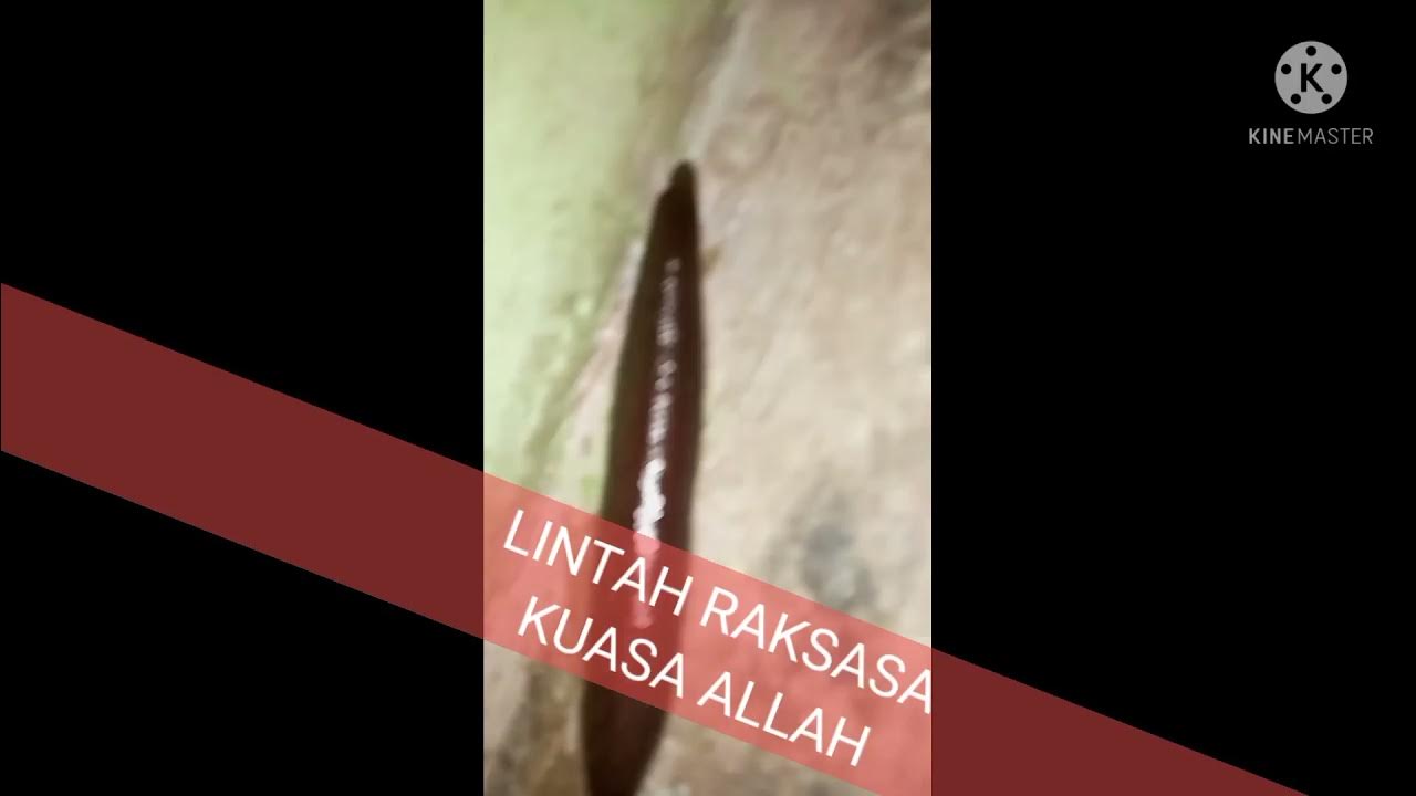 LINTAH RAKSASA .KUASA ALLAH .. SUBSCRIBE..YA..!! - YouTube