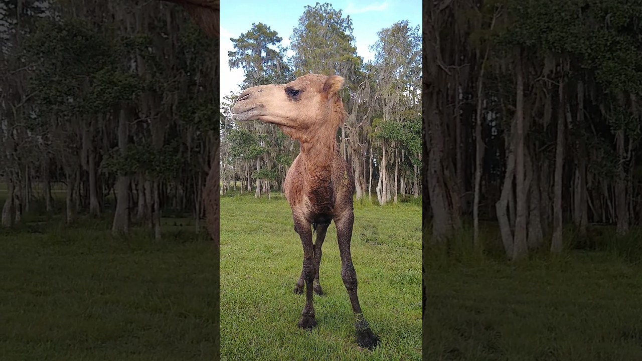 Camel Grazing at Wild Florida - YouTube