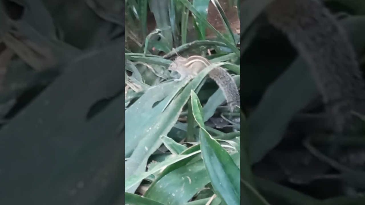 #squirrel #swift #shorts - YouTube