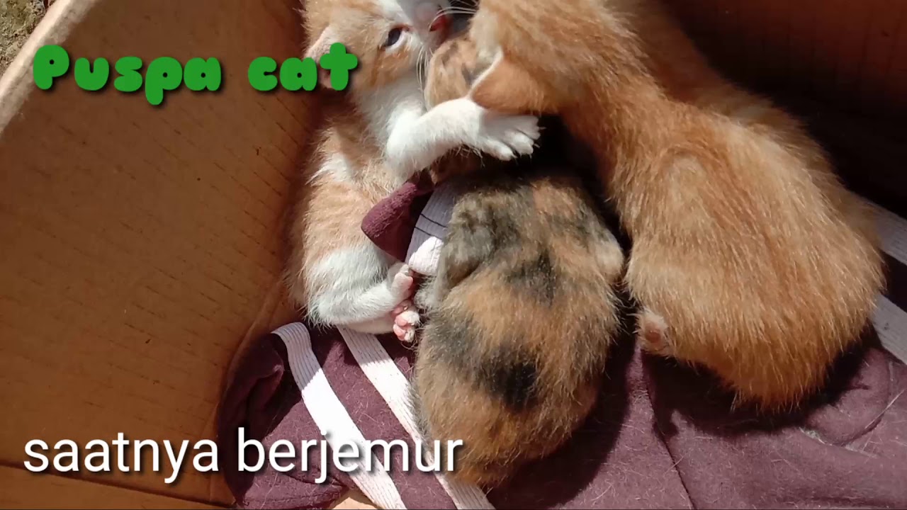 Video anak kucing sedang berjemur - YouTube