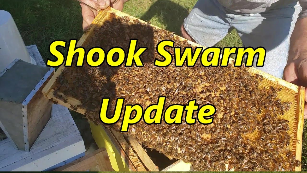 Shook Swarm Progress Update - YouTube