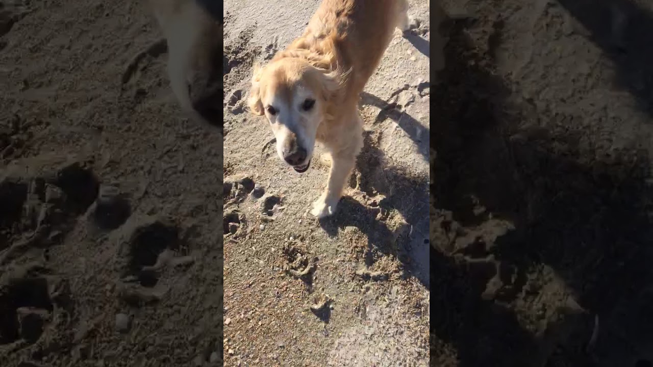 golden retriever howling - YouTube