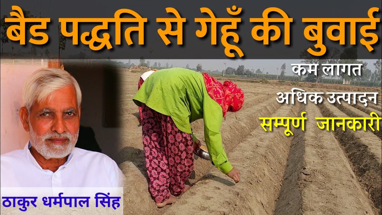 Bed ke uper Gehu ki fasal. Thakur Dharampal Singh - YouTube