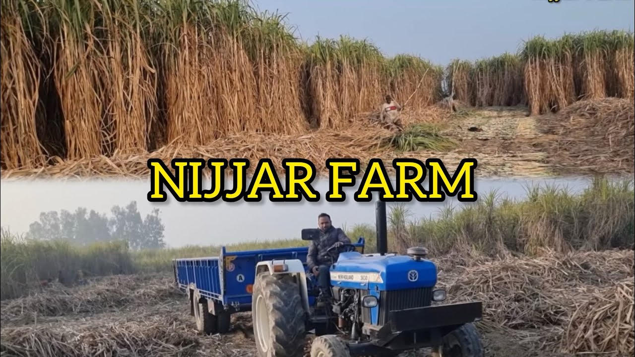 Nijjar Farm!! ਗੰਨਾ - YouTube