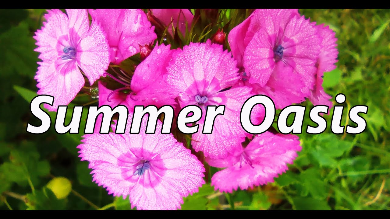 "Summer Oasis: Inspiration Among Flowers and Greenery" - YouTube