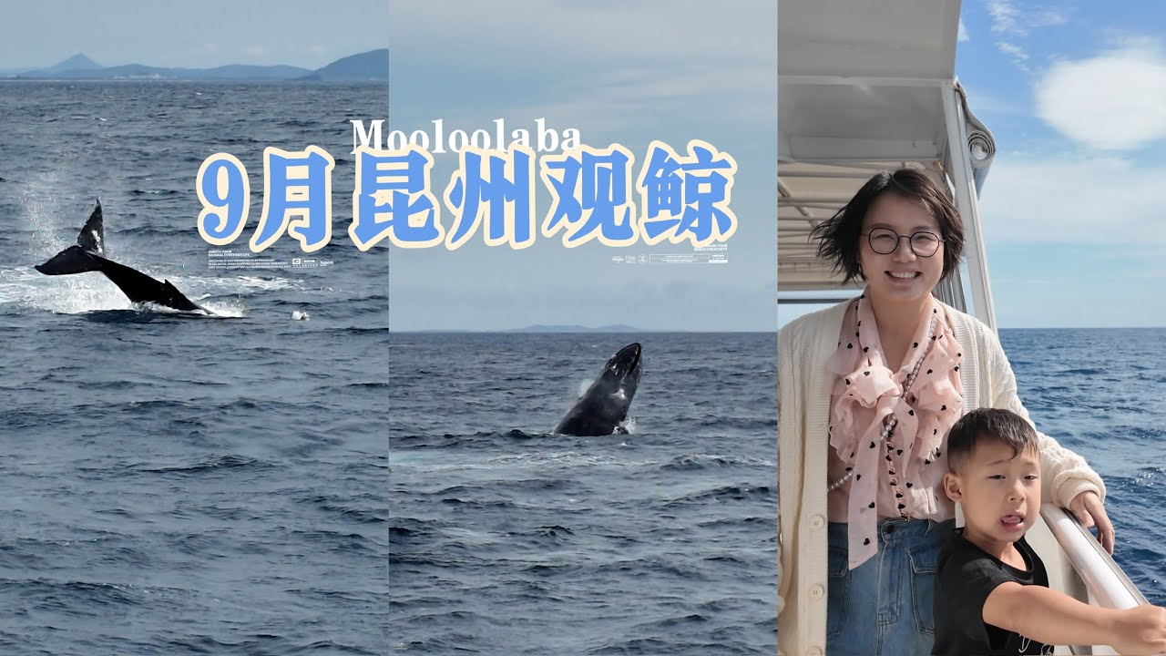 Whale Watching in Mooloolaba | Breathtaking Moments Seeing Whales Up ...