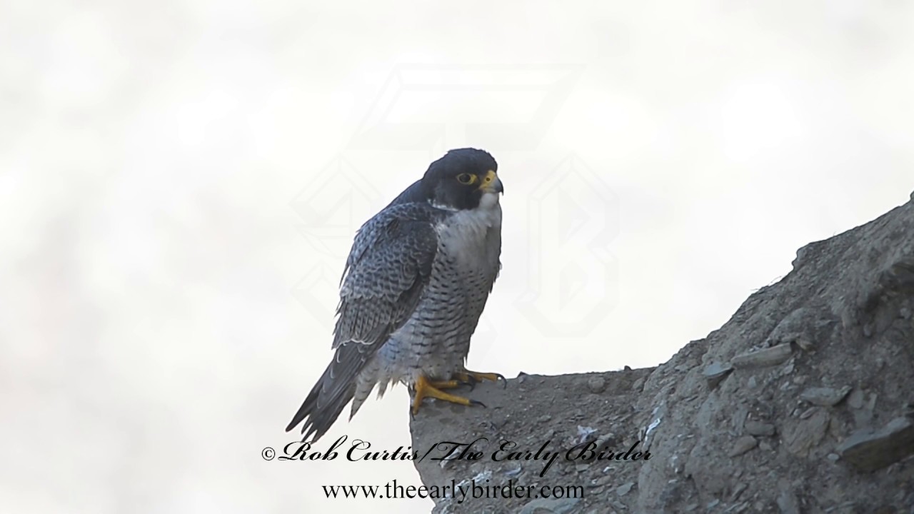 PEREGRINE FALCON, preening Falco peregrinus - YouTube