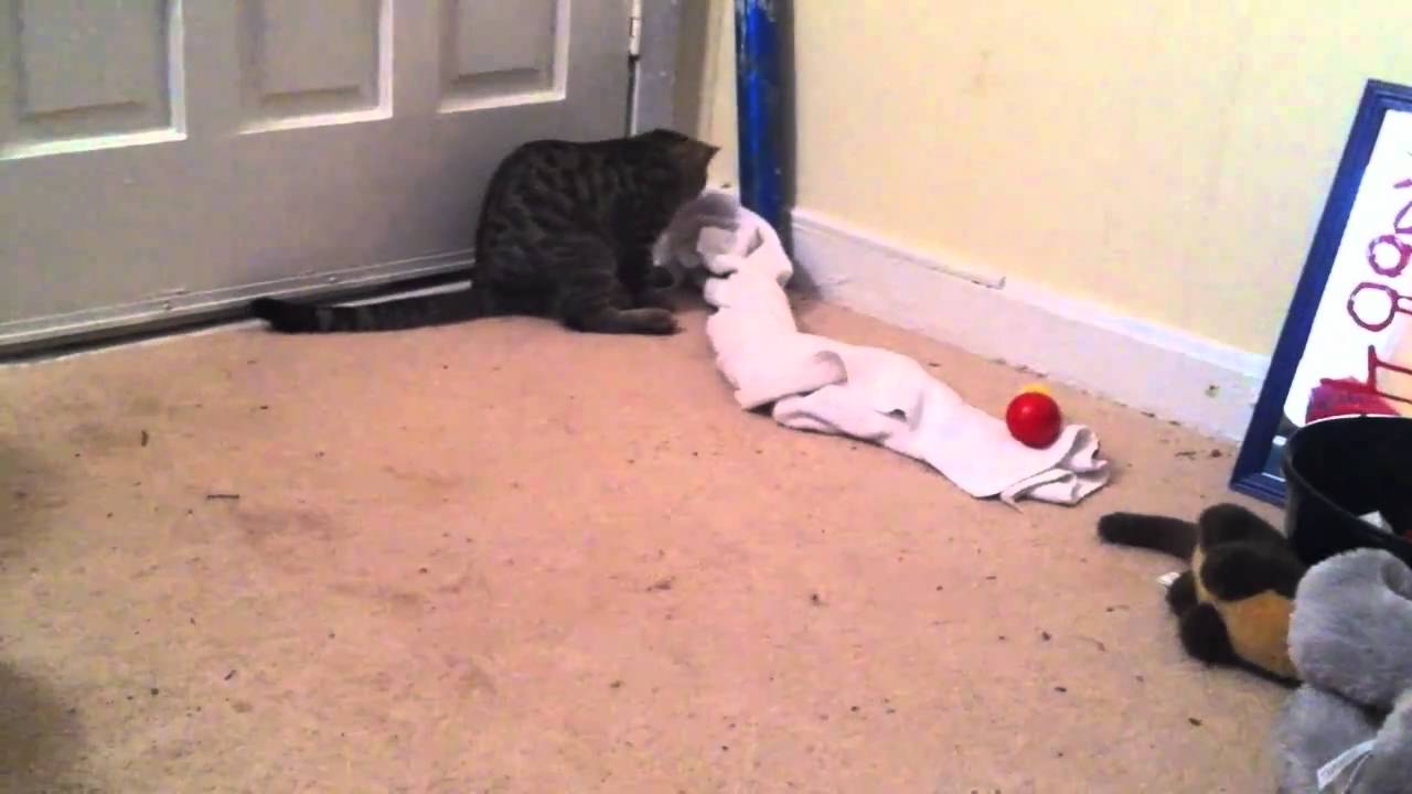 Cat Playing Fetch - YouTube