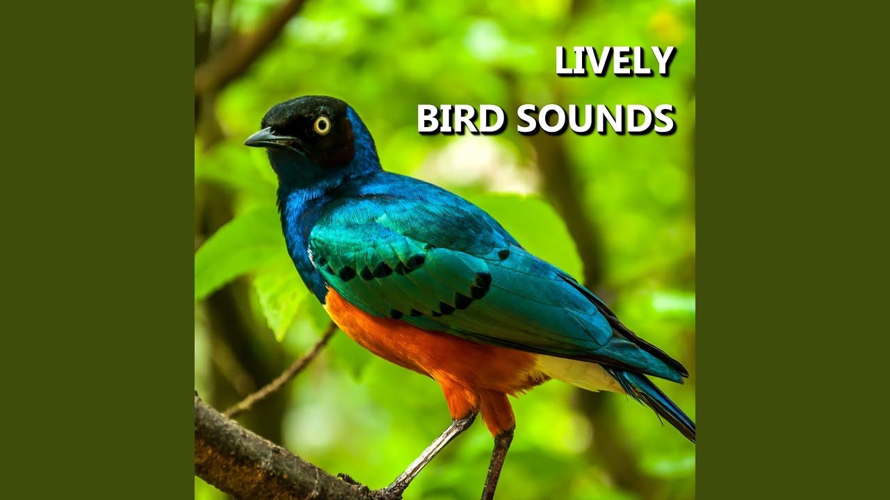 Alluring Summer Bird Recording - YouTube