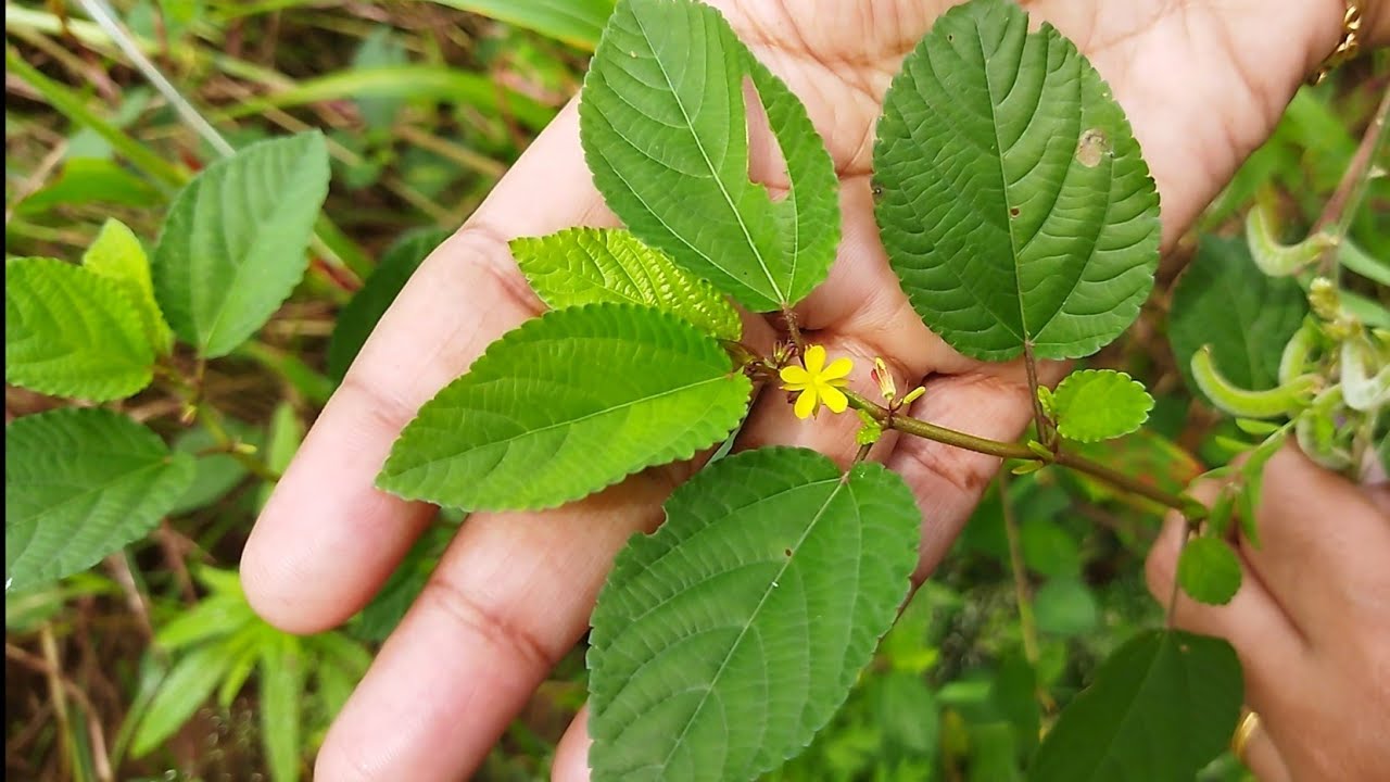 புண்ணாக்கு பூண்டு | பிண்ணாக்கு கீரை | Punnakku poondu | Punnakku Keerai ...