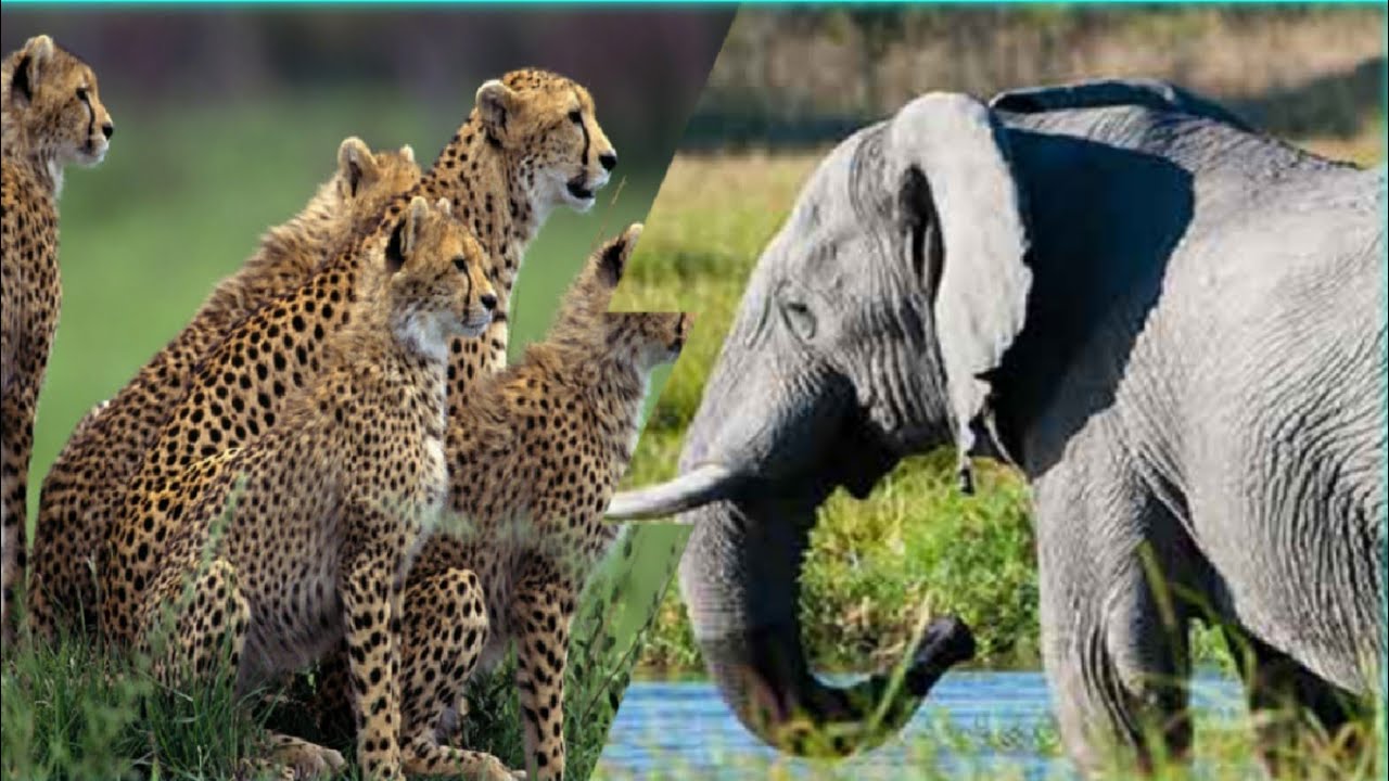 Amazing African Wildlife | African Animals | Best of African Animals ...