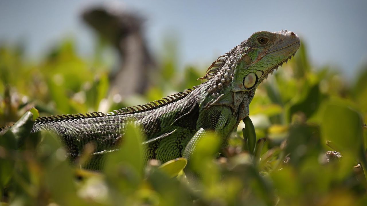 'Lluvia de iguanas', el fenómeno en Florida a causa de las bajas ...