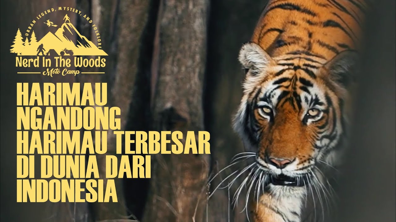 Harimau Terbesar di Dunia Ternyata dari Inonesia, Fakta Harimau ...