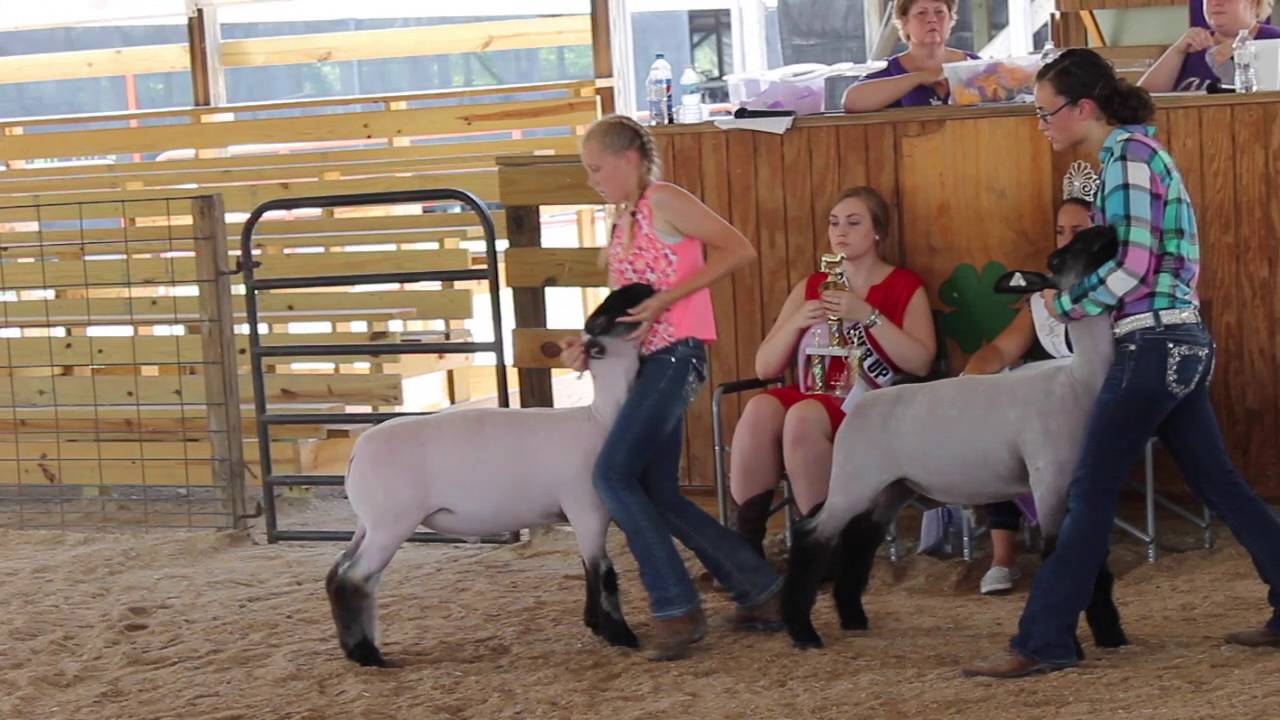 Market Lamb Grand Champion Drive in Sheep Show - YouTube