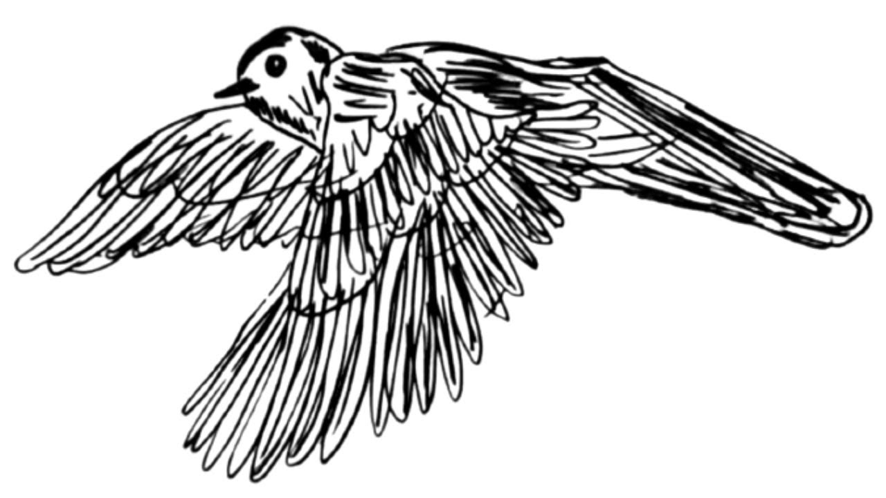 Mastering Feather Details: Drawing Realistic Feathers on a Bird - YouTube