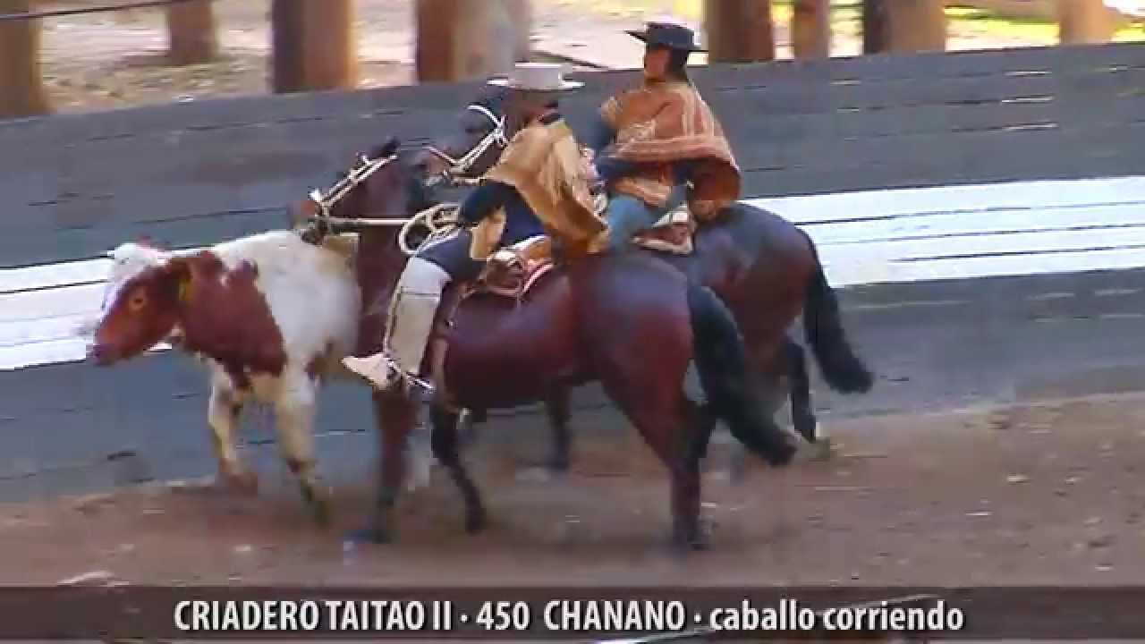 450 CHANANO Criadero Taitao II - YouTube